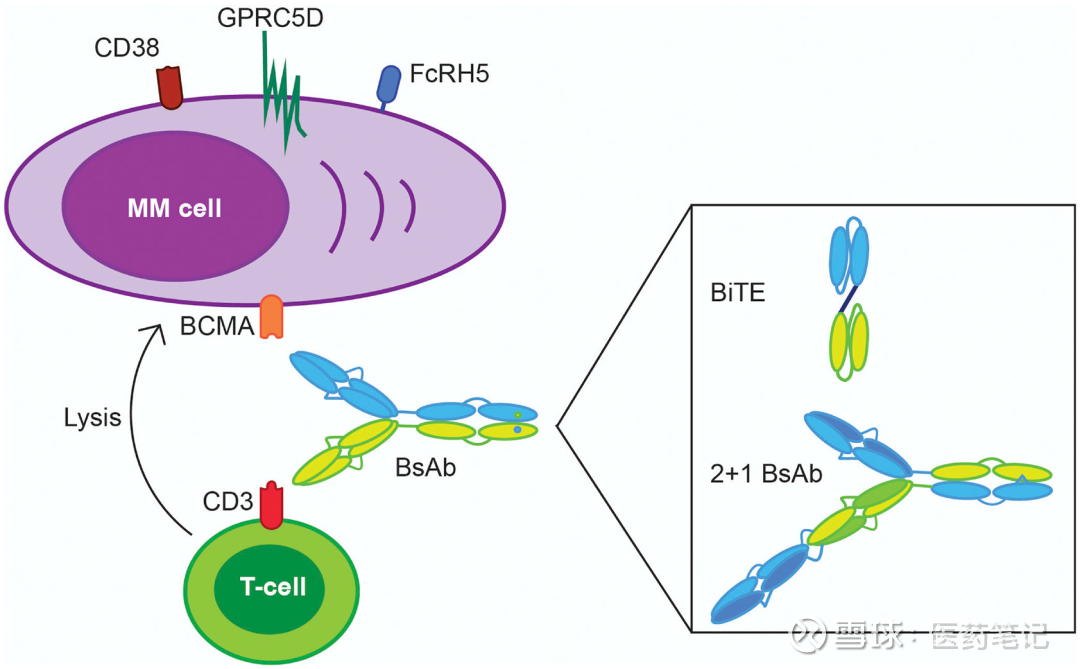 恒瑞医药研发BCMA/CD38/CD3三抗_恒瑞医药(600276)聊吧_赢家聊吧【股吧】